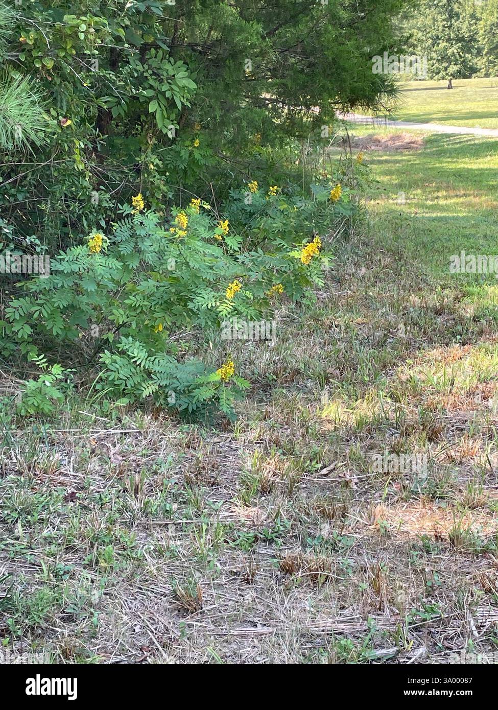 American senna (Senna hebecarpa), Plantae, North Carolina, US, Known ...