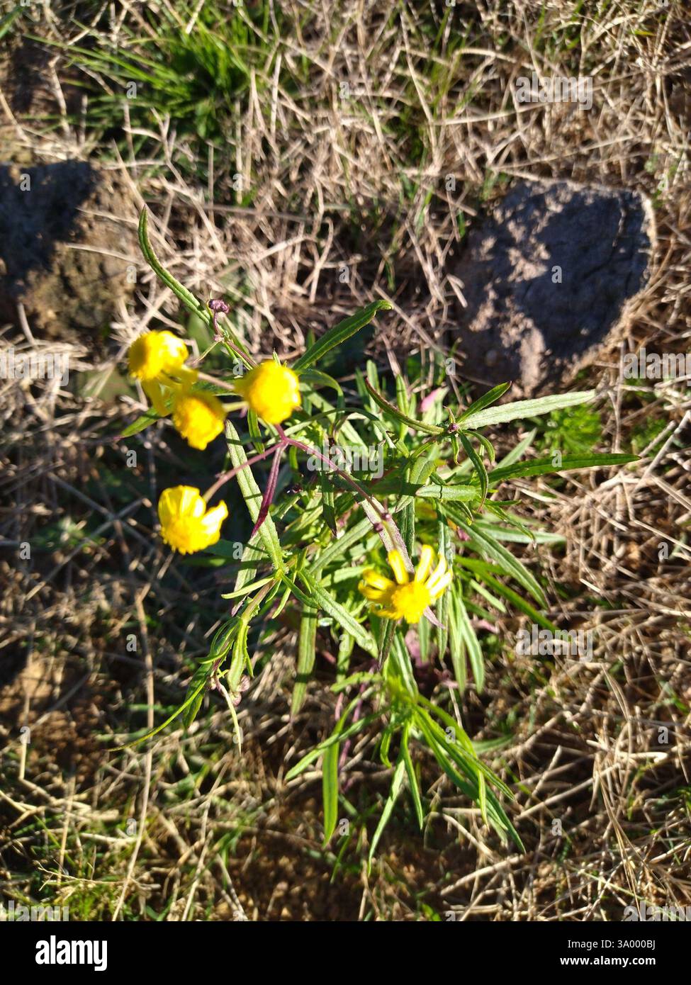 Madagascar Ragwort (Senecio madagascariensis), Plantae, 30000 ...