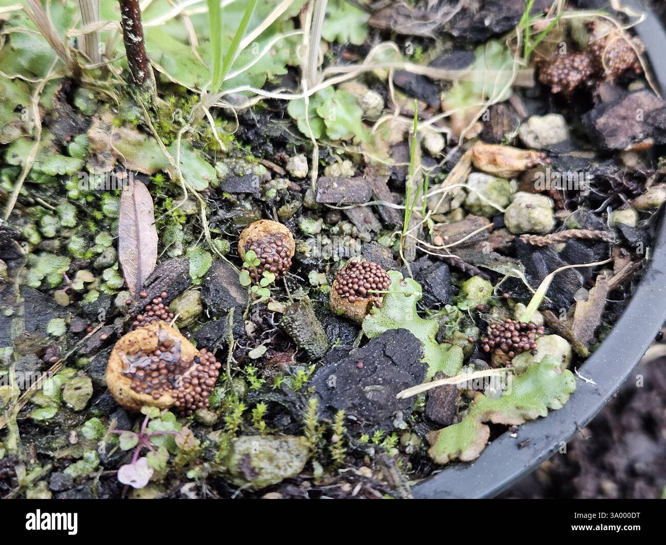 amorphous bird's nest fungus (Nidularia deformis), Fungi, Wellington ...