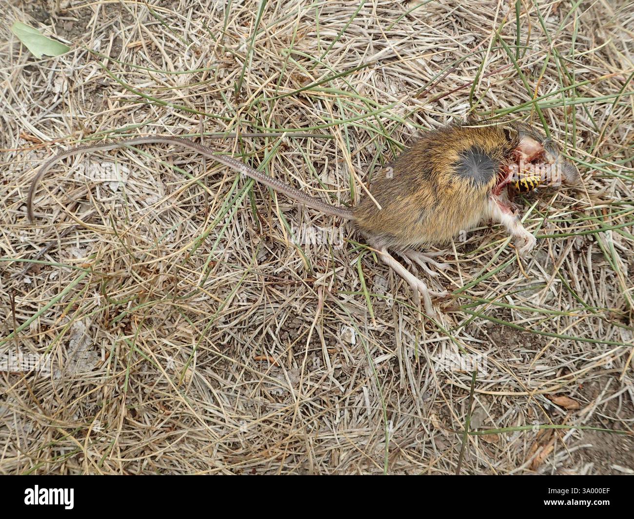Meadow jumping mouse hi-res stock photography and images - Alamy