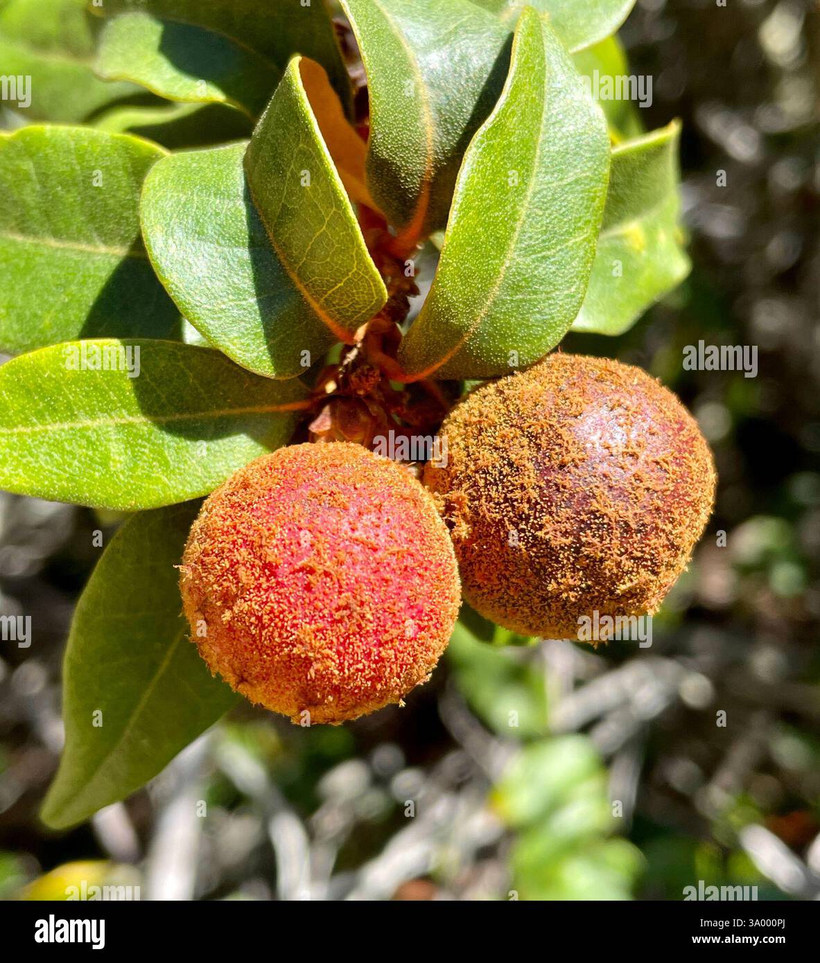 Chinquapin Flower Gall Wasp (Dryocosmus castanopsidis), Insecta, Pebble ...