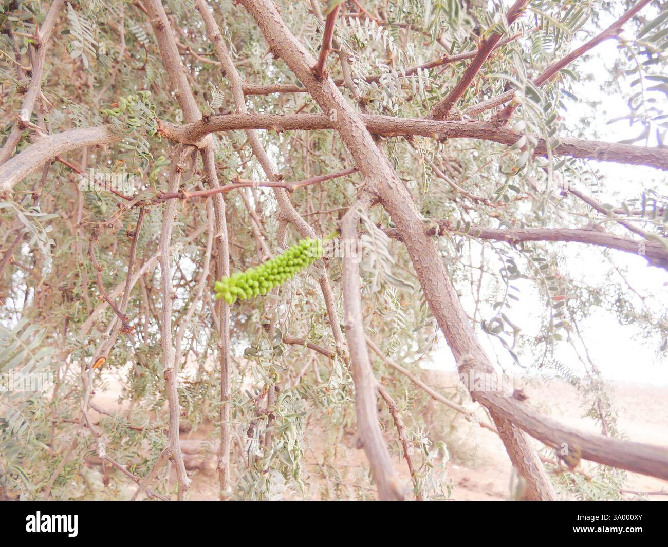 Tamarugo (Strombocarpa tamarugo), Plantae, Tarapacá, CL-TA-IQ, CL Stock ...