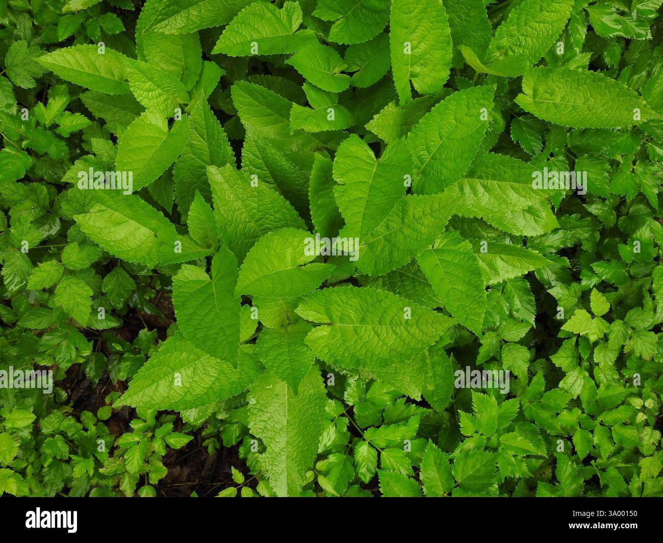 Sticky Sage (Salvia glutinosa), Plantae, 83080 Oberaudorf, Germany ...