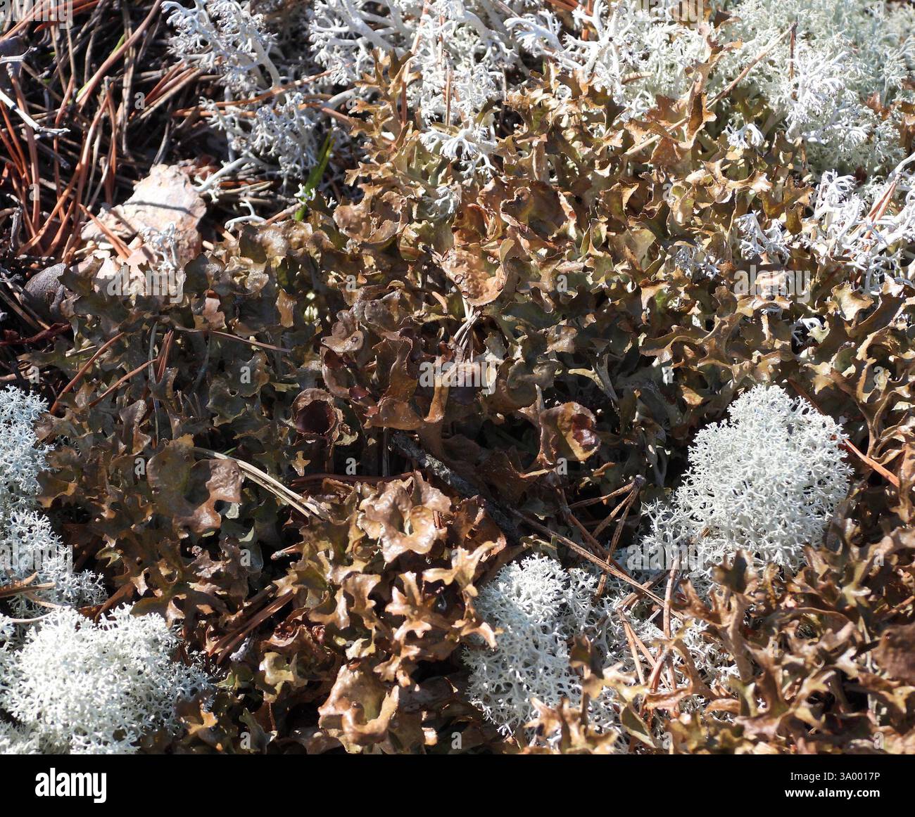 Iceland Lichen (Cetraria islandica islandica), Fungi, Vuosnainen, Suomi ...