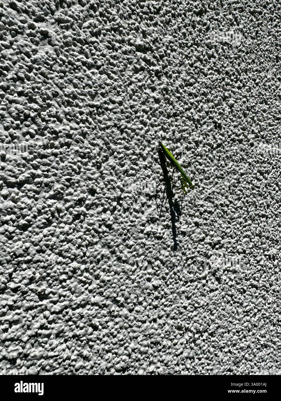 European Mantis (Mantis religiosa), Insecta, Unterguntschach, Maria ...