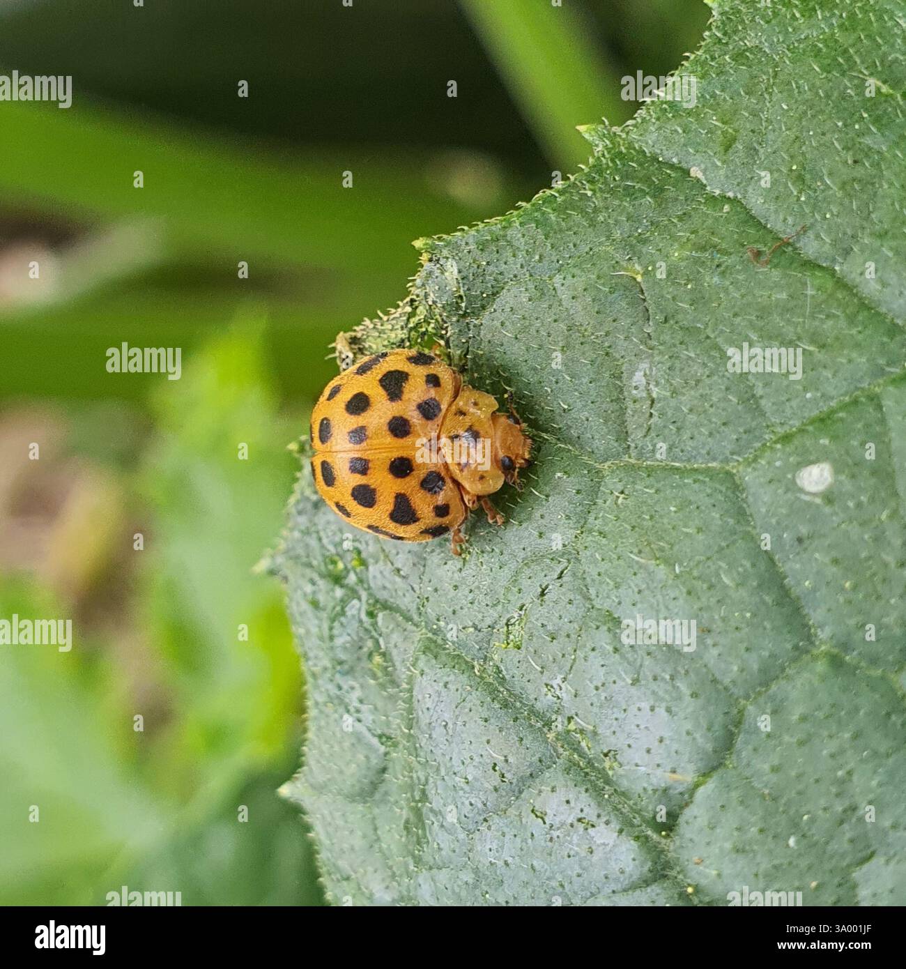(Henosepilachna sumbana), Insecta, Australian Capital Territory, AU ...