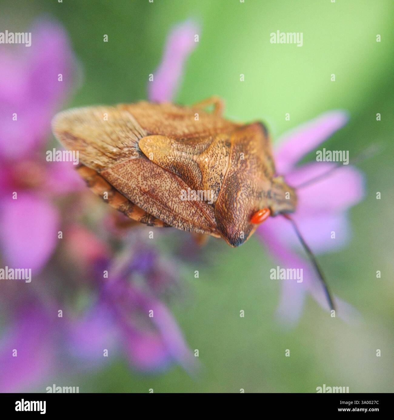 Black-shouldered Shieldbug (Carpocoris purpureipennis), Insecta ...