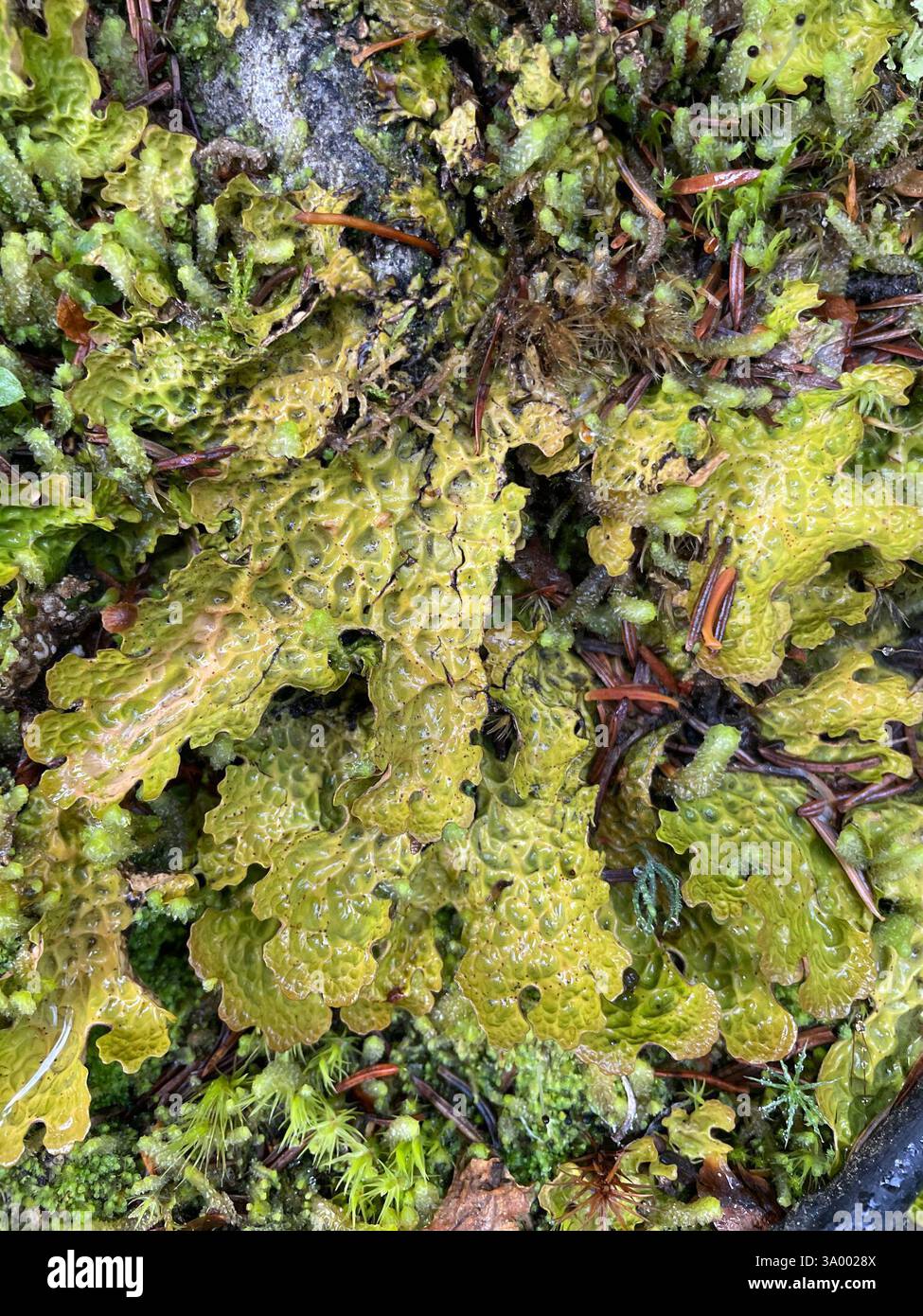 Cabbage Lung Lichen (Lobaria linita), Fungi, Greenview No. 16, AB, CA ...