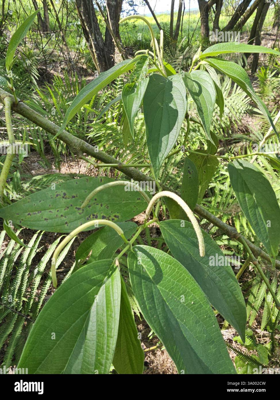 spiked pepper (Piper aduncum), Plantae, Brownsweg, Suriname Stock Photo ...