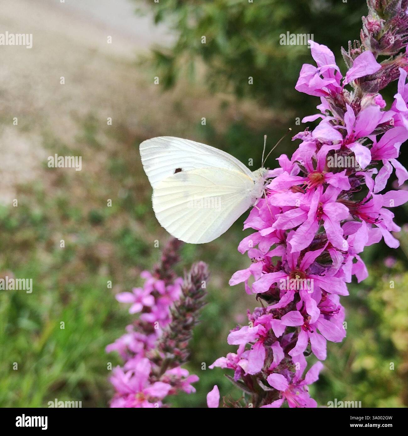 Garden Whites (Pieris), Insecta, Kosanin dol, Pancharevo, Bulgaria ...