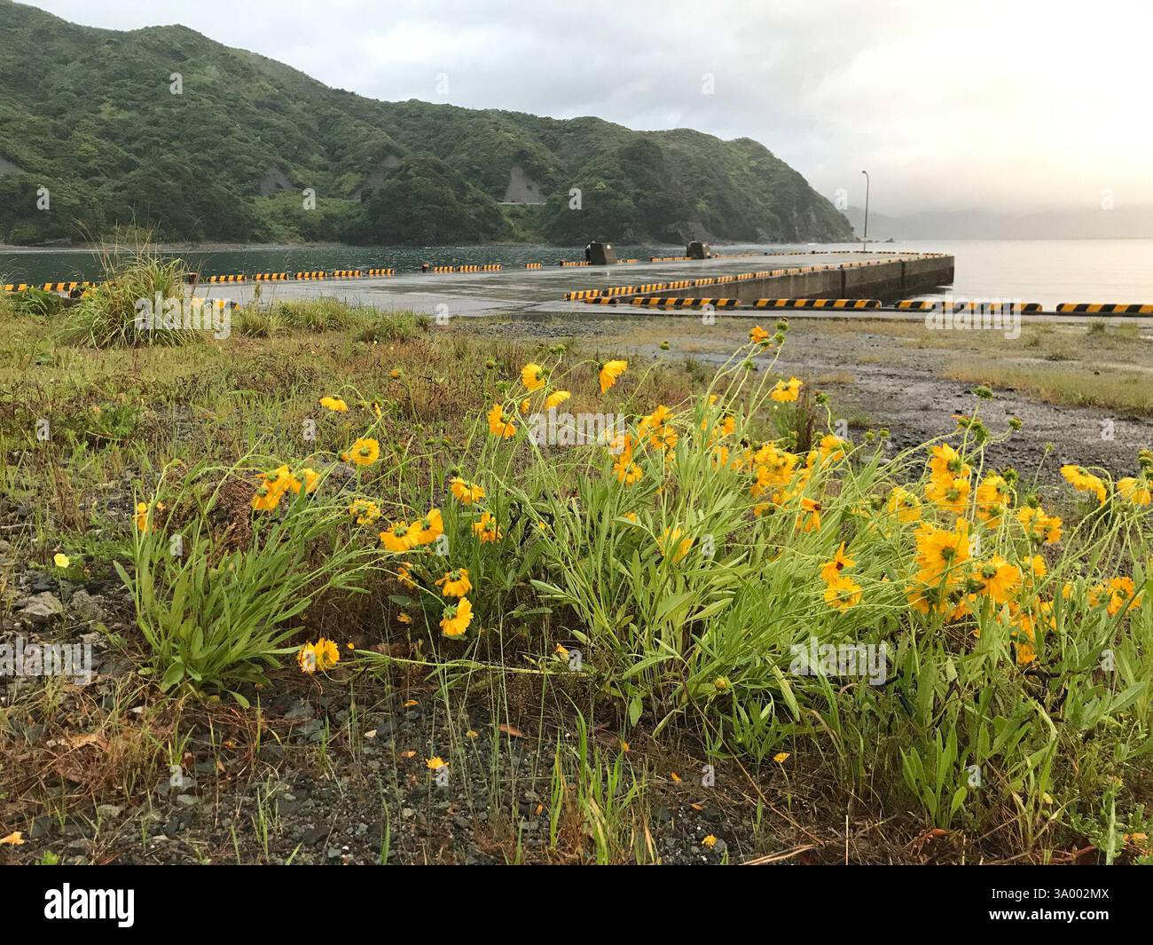 Lance-leaved Coreopsis (Coreopsis lanceolata), Plantae, Kamikoshikicho Taira, Satsumasendai ...