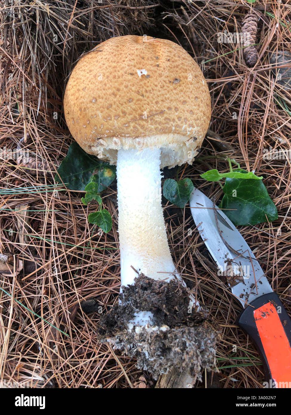 The Little Prince (Agaricus nanaugustus), Fungi, Maryland, US, Single ...
