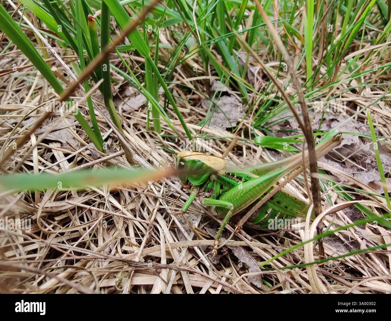 Wart-biter (Decticus verrucivorus), Insecta, Guldborgsund, DK-SL, DK ...