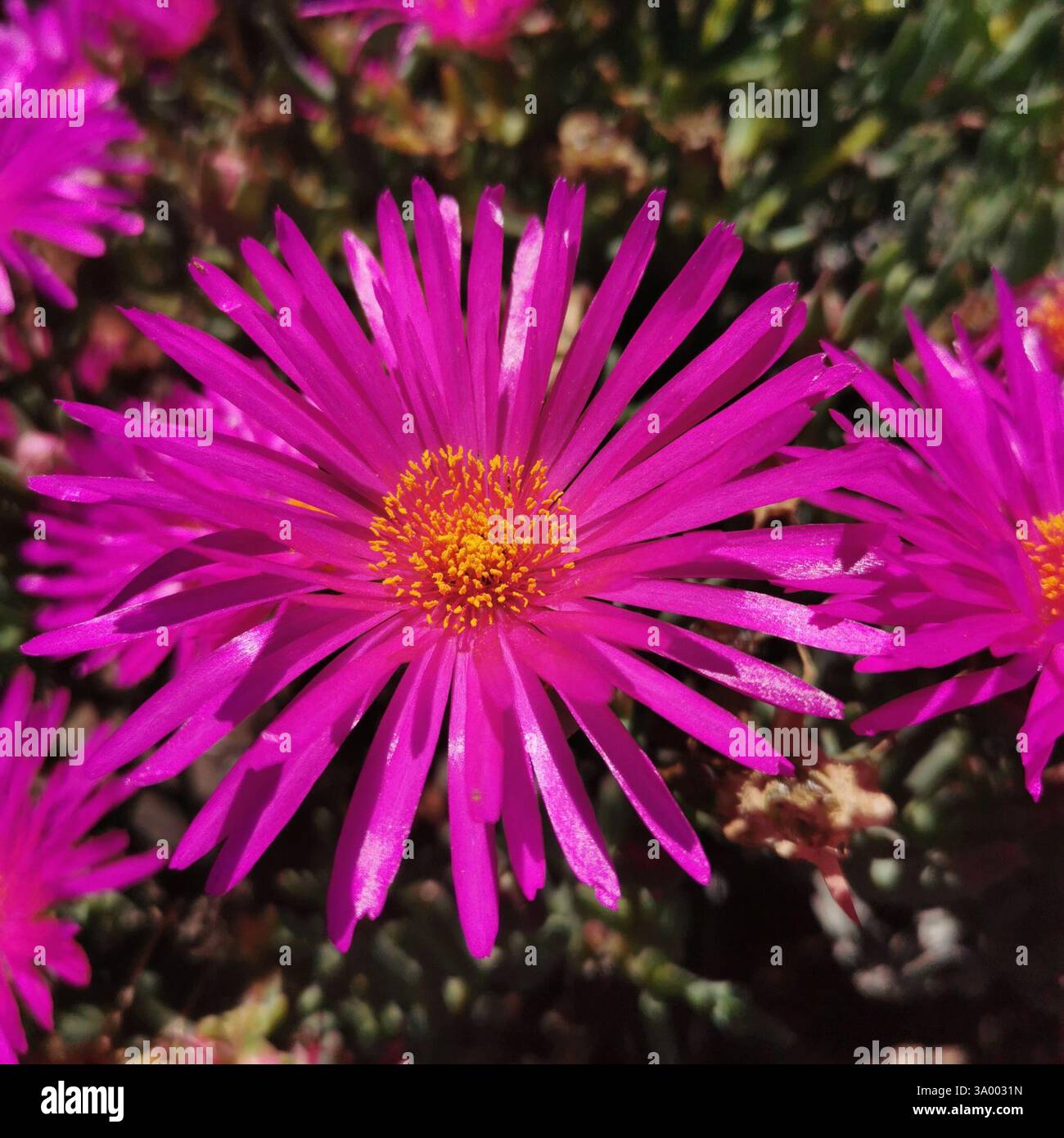 Purple Brightfig (Lampranthus haworthii), Plantae, Cape Winelands, ZA ...