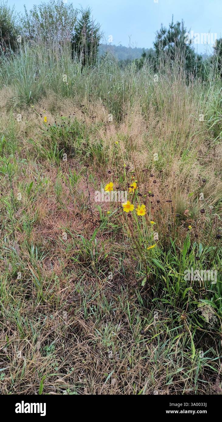 Lance-leaved Coreopsis (Coreopsis lanceolata), Plantae, Mattapoisett ...