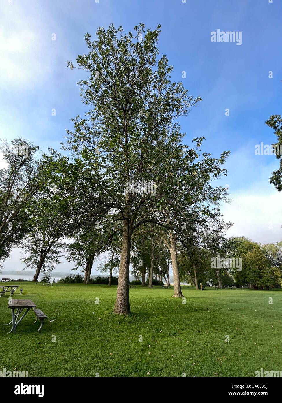 green ash (Fraxinus pennsylvanica), Plantae, Onondaga Lake Park ...