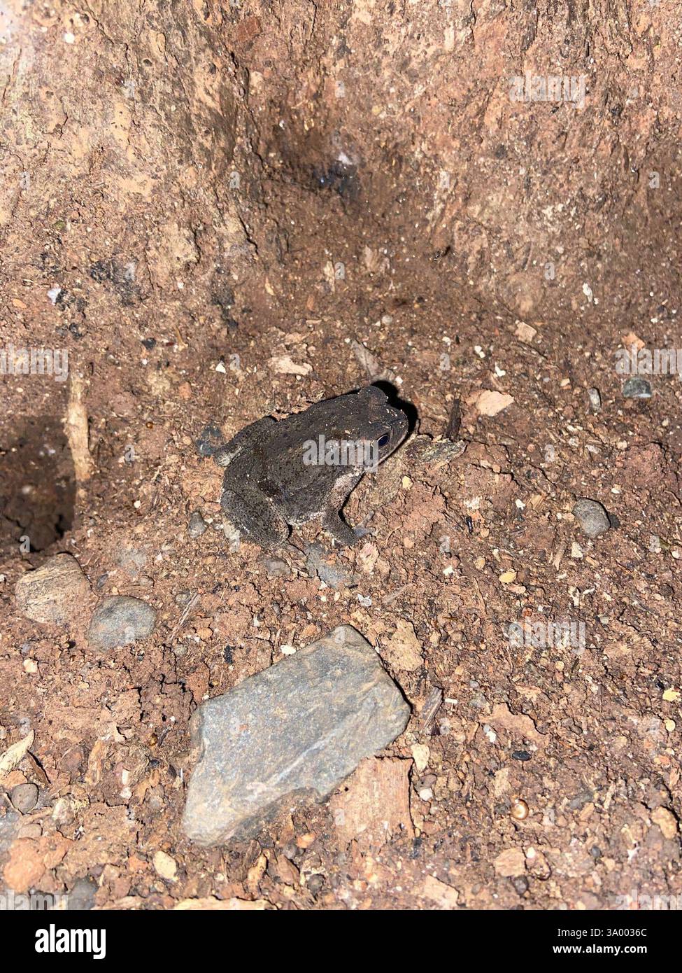 Asian Toads (Duttaphrynus), Amphibia, Dolvan, Tapi, GJ, IN Stock Photo ...