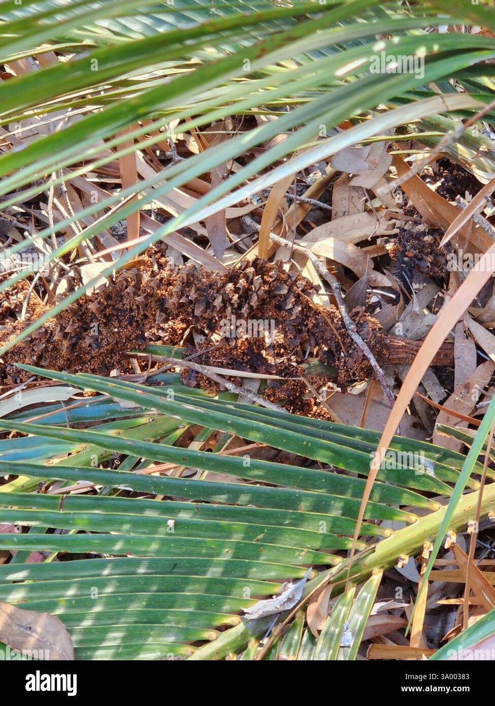 Cycads (Cycadales), Plantae, Mount Morgan QLD 4714, Australia Stock ...