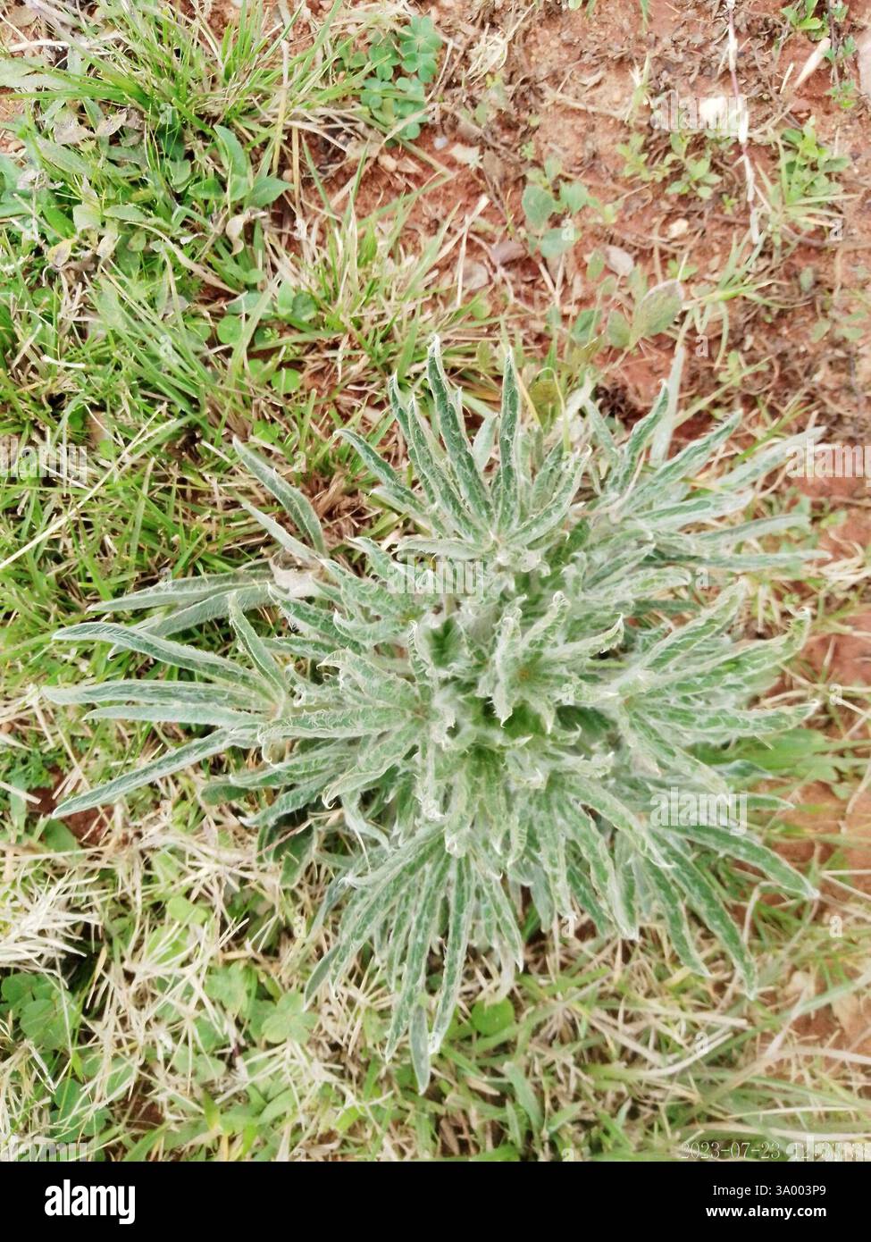 (Lupinus lanatus), Plantae, 37000 Departamento de Cerro Largo, Uruguay Stock Photo - Alamy