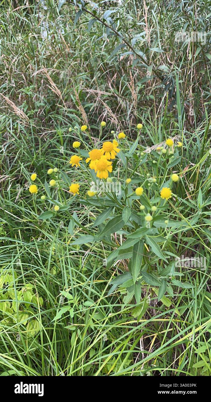 common sneezeweed (Helenium autumnale), Plantae, Minnesota, US Stock ...