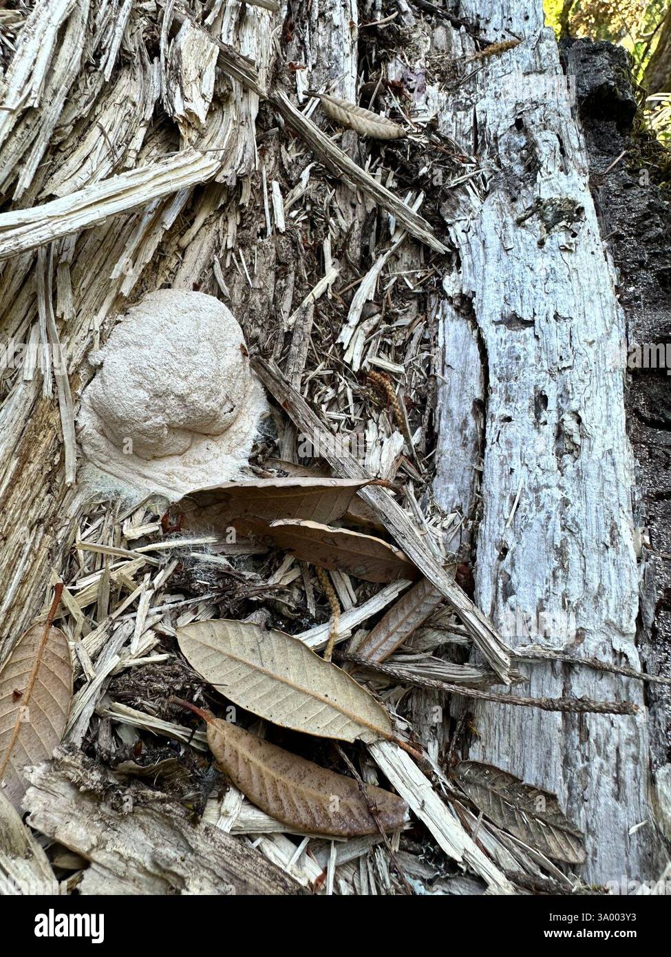 Fungi Including Lichens (Fungi), Fungi, Kings Mountain, Redwood City ...