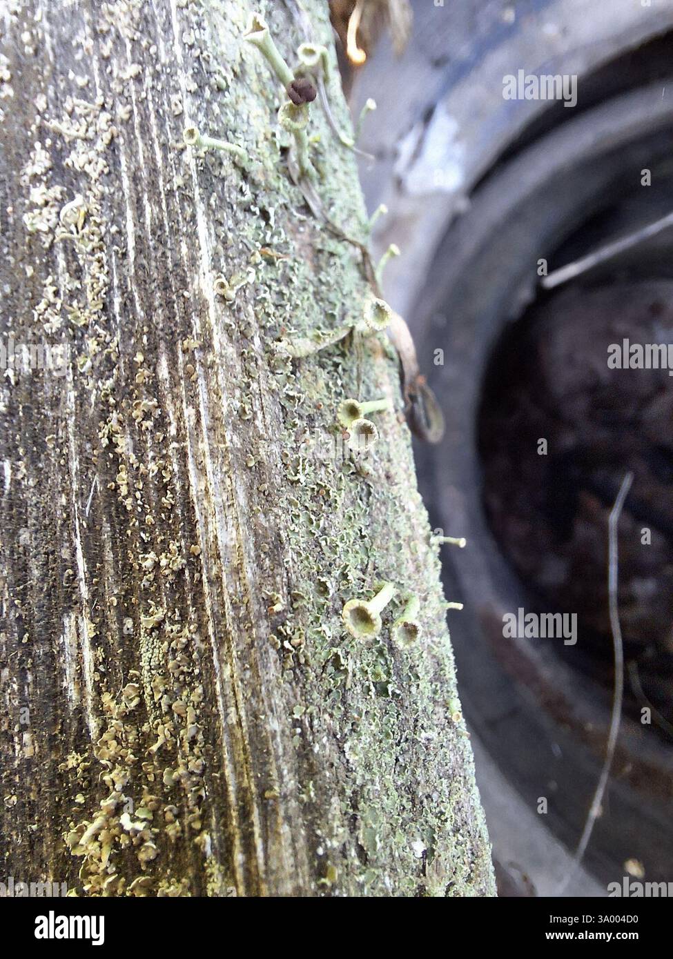 Trumpet Lichen (Cladonia fimbriata), Fungi, Усть-Паль Stock Photo - Alamy