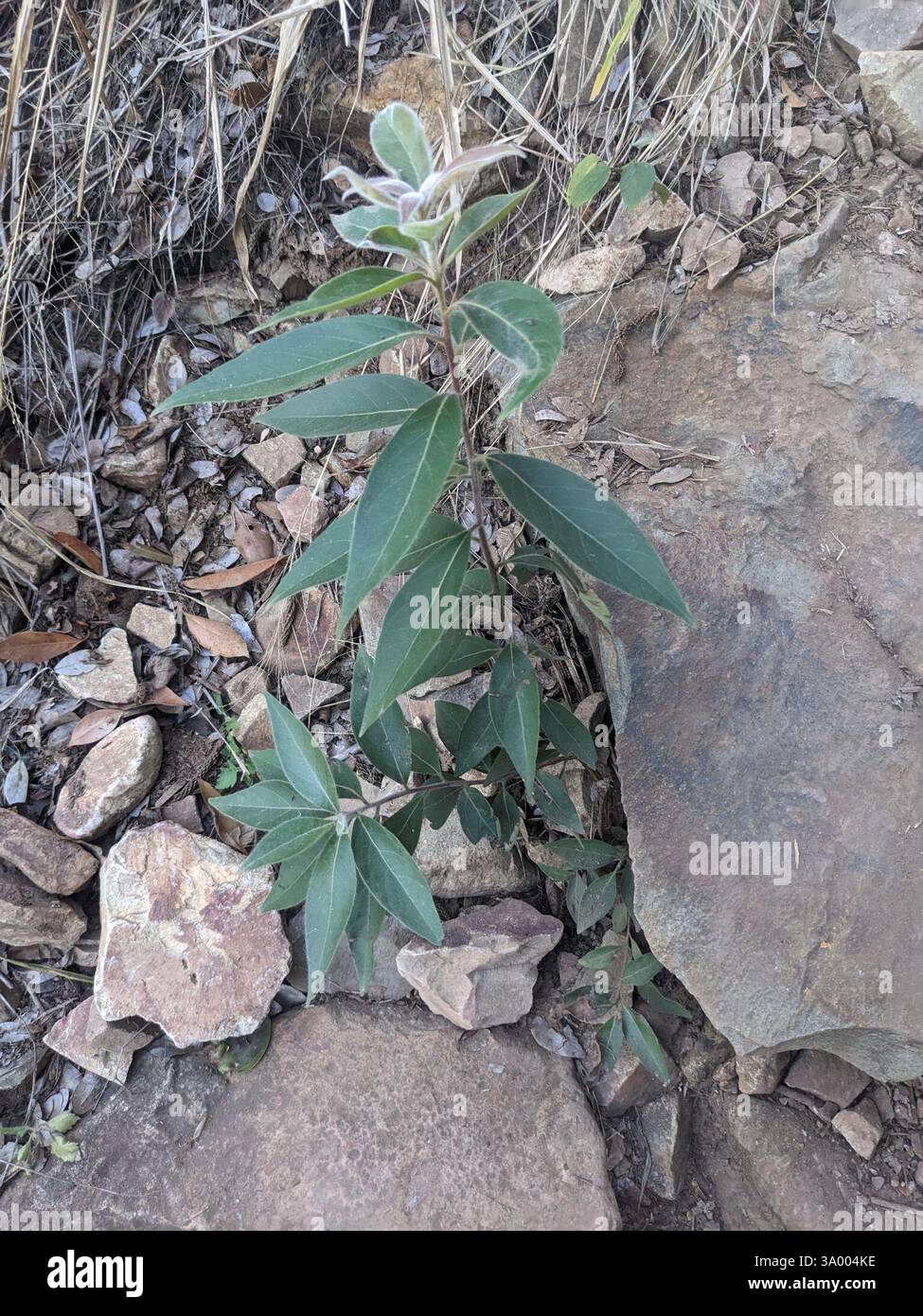 myrtle family (Myrtaceae), Plantae, Mulara QLD 4703, Australia Stock ...