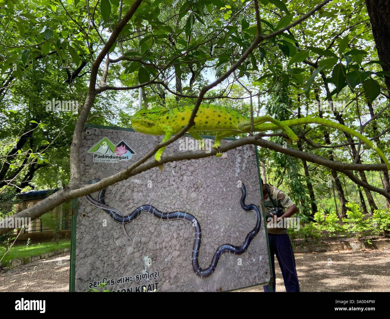 Indian Chameleon (Chamaeleo zeylanicus), Reptilia, Dolvan, Tapi, GJ, IN ...