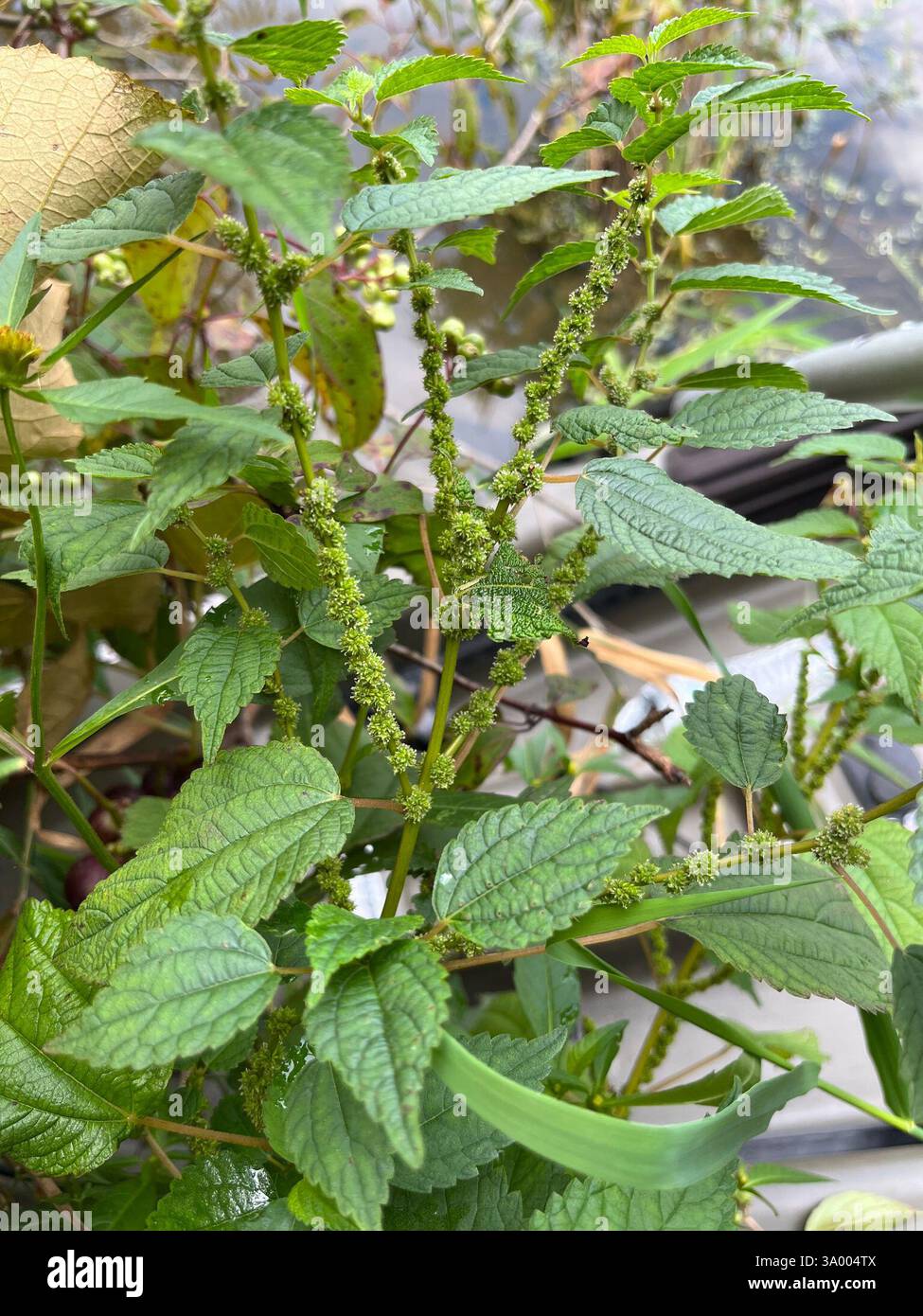 false nettle (Boehmeria cylindrica), Plantae, Snyder County, PA, USA ...