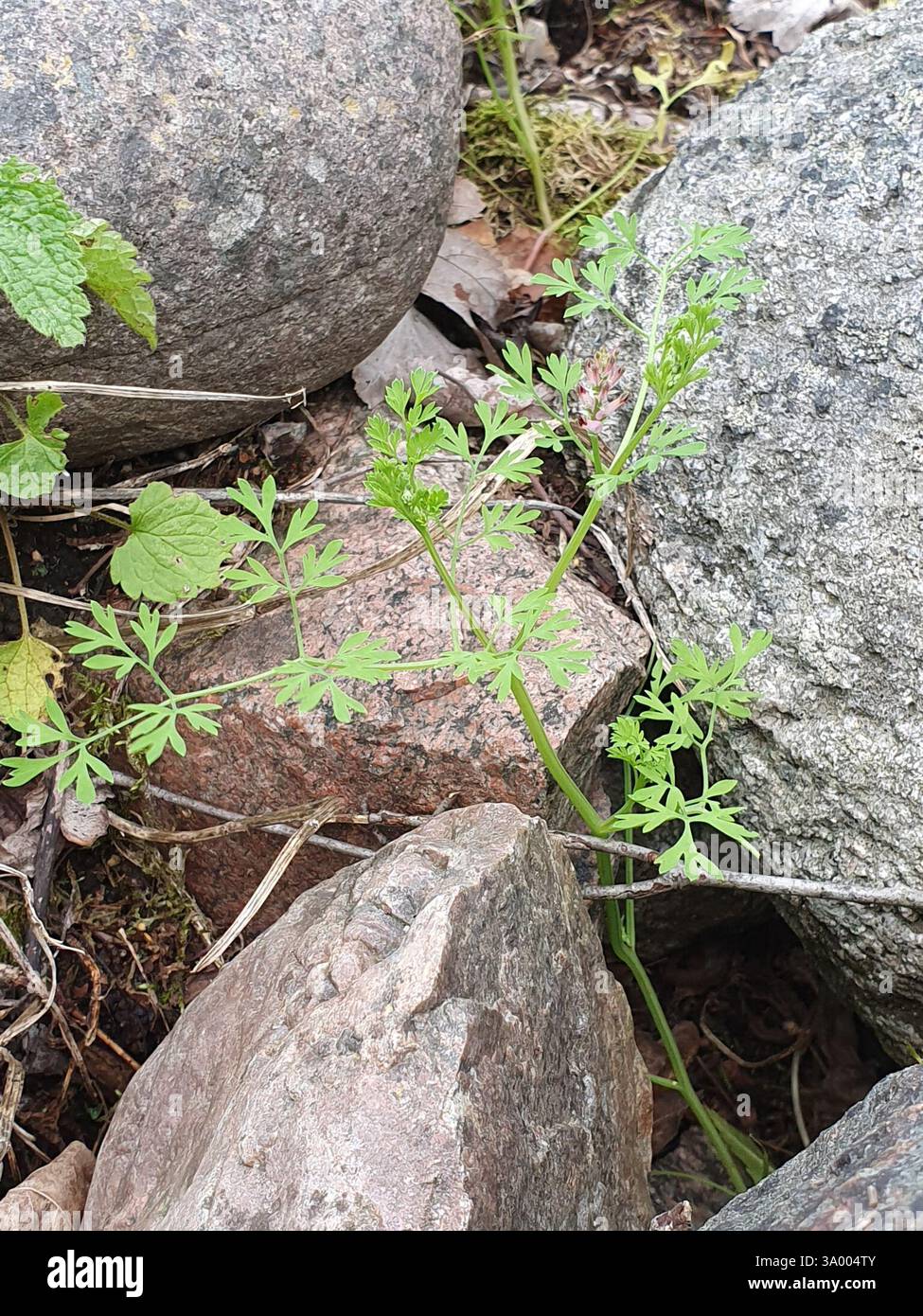 Common Fumitory (Fumaria officinalis), Plantae, Tierps kyrka, 815 91 ...