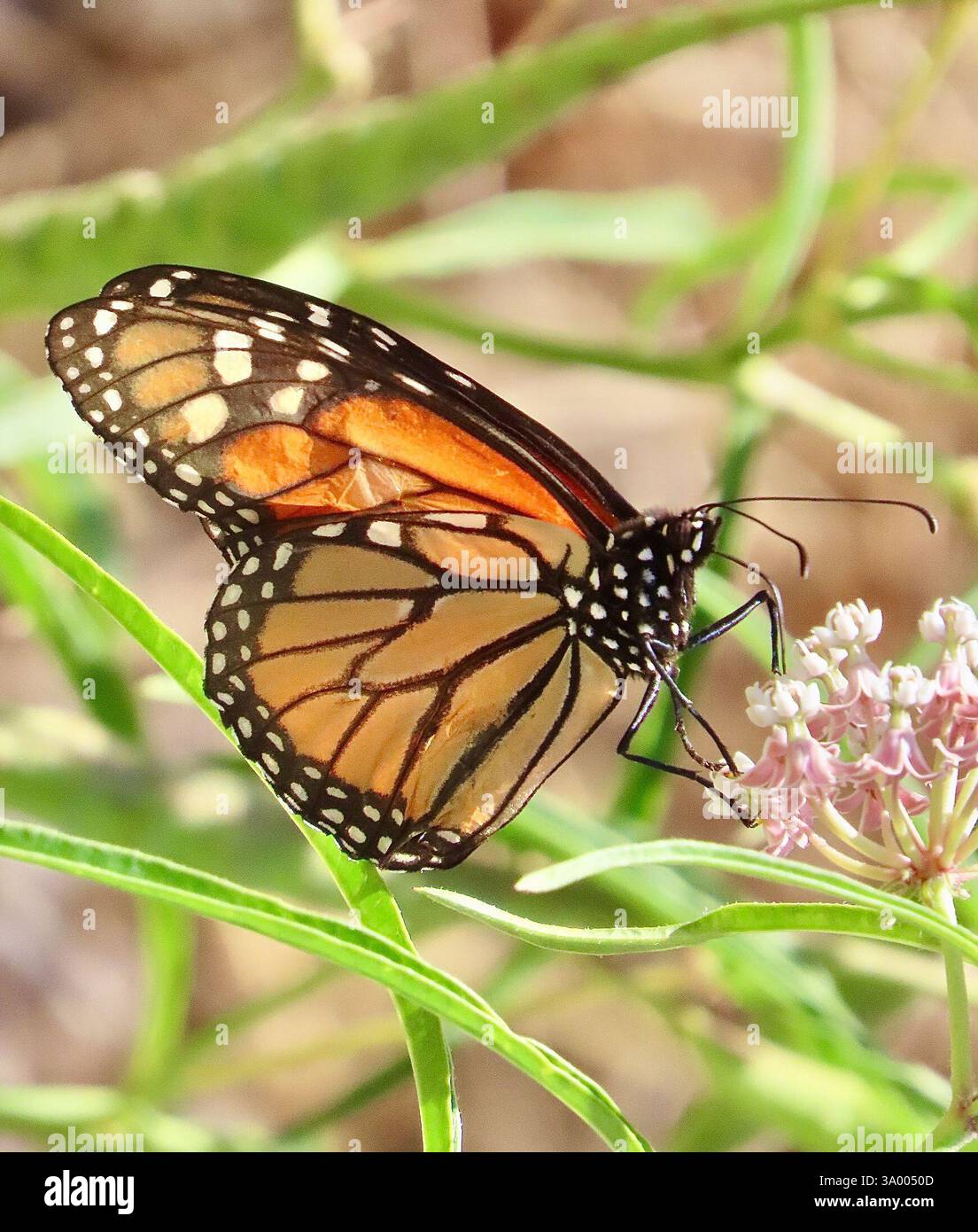 Monarch (Danaus plexippus), Insecta, Old Ranch Ct, Salinas, CA, US ...