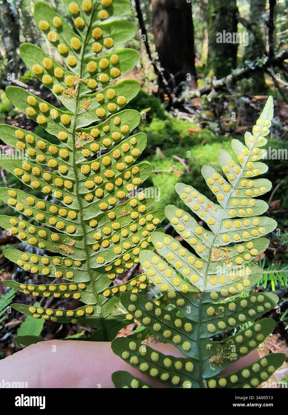rock polypody (Polypodium virginianum), Plantae, Lincoln, VT 05443, USA ...