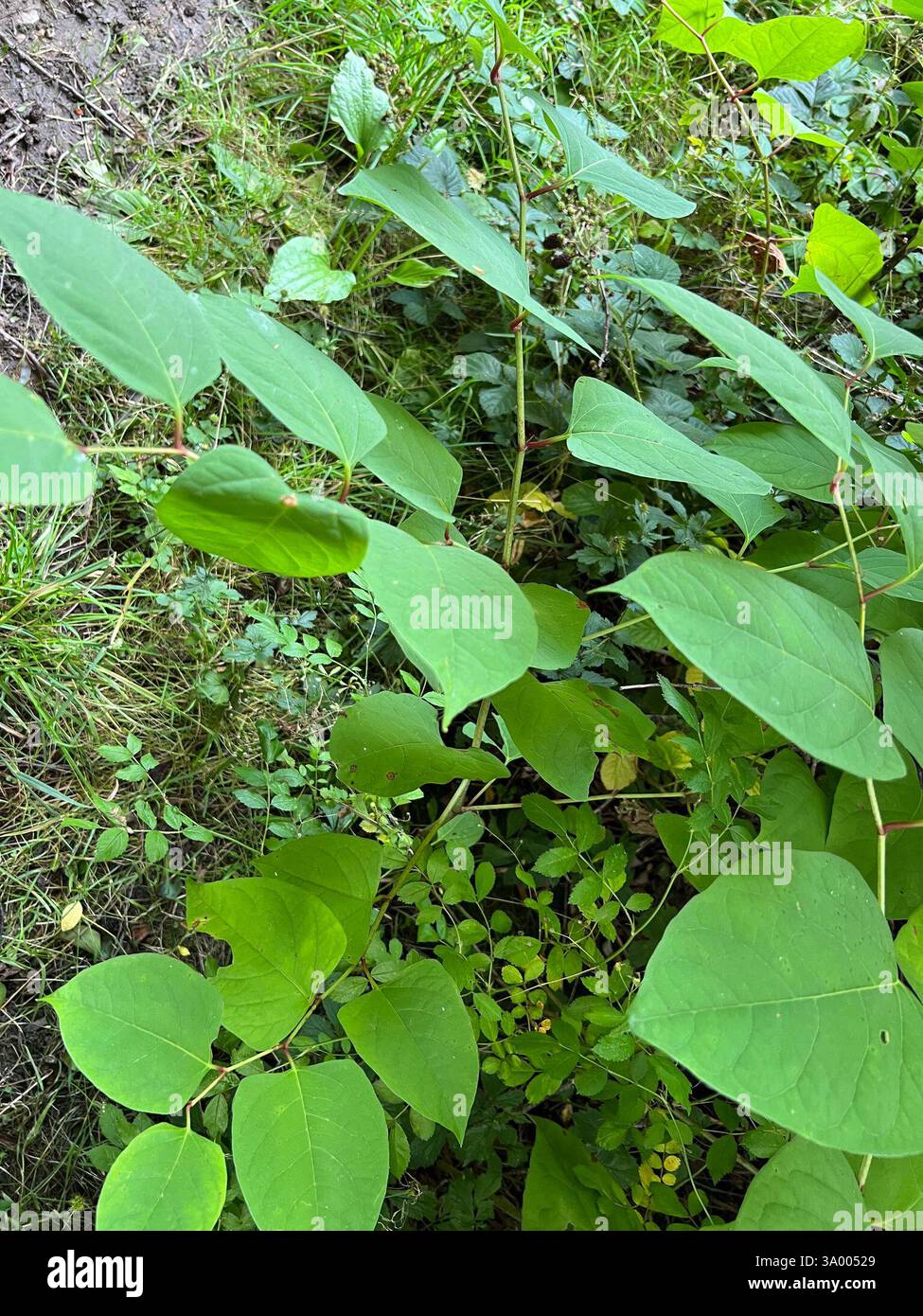 Japanese knotweed (Reynoutria japonica), Plantae, Burngreave Ward ...
