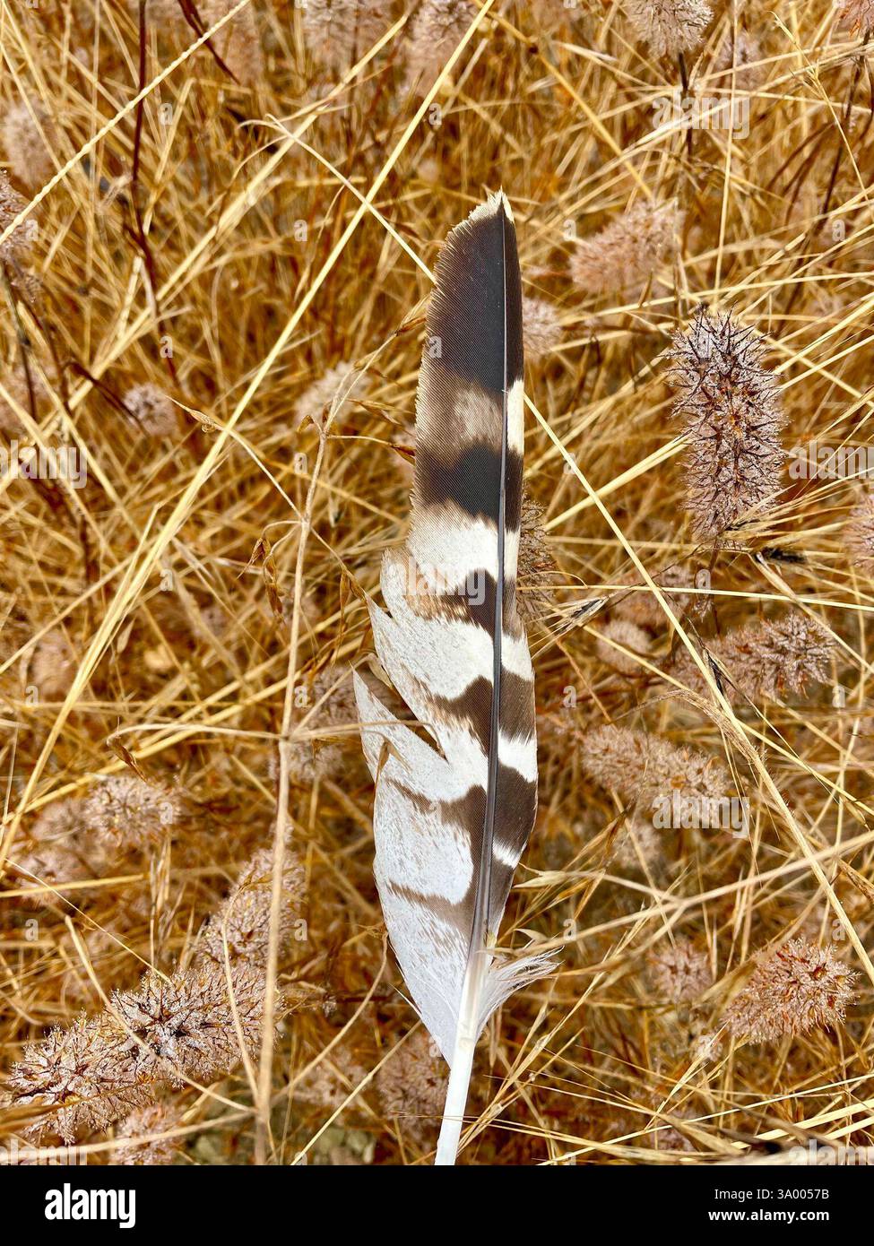 Barred orange tail hi-res stock photography and images - Alamy