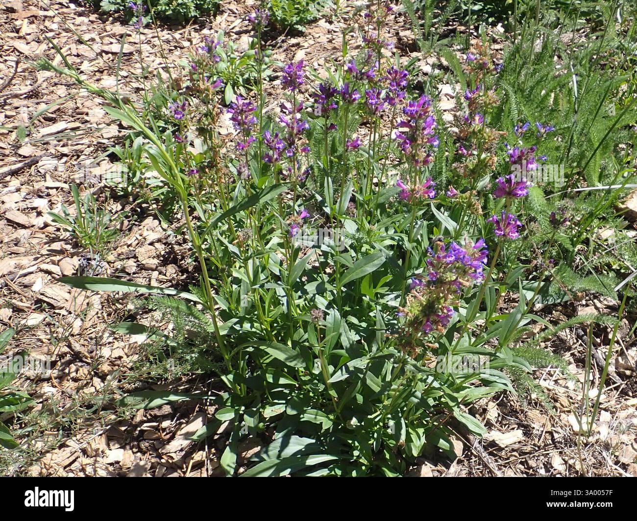 Sierra Penstemon (Penstemon heterodoxus), Plantae, Van Norden area ...