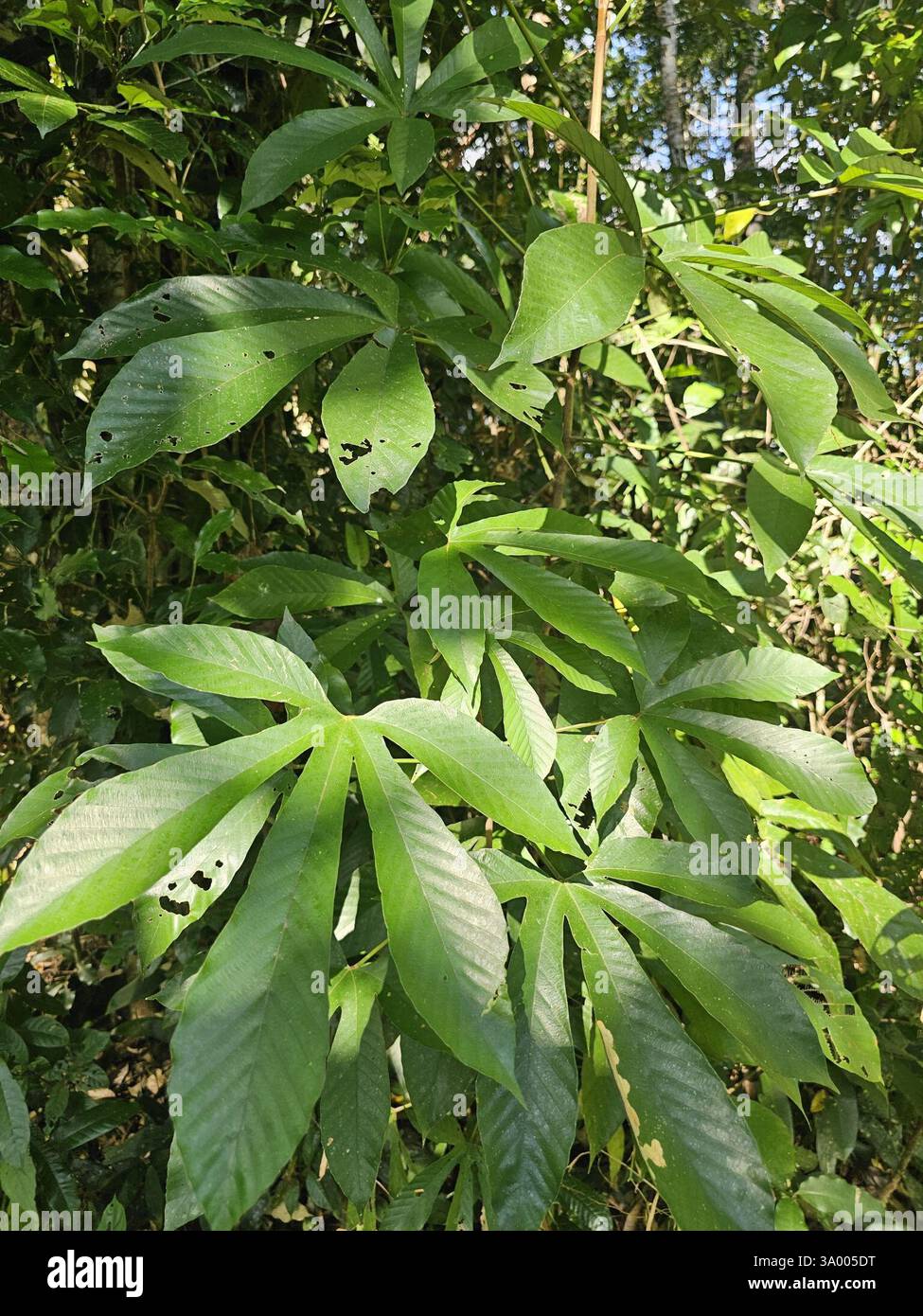 nettle family (Urticaceae), Plantae, Klaaskreek, Suriname Stock Photo ...