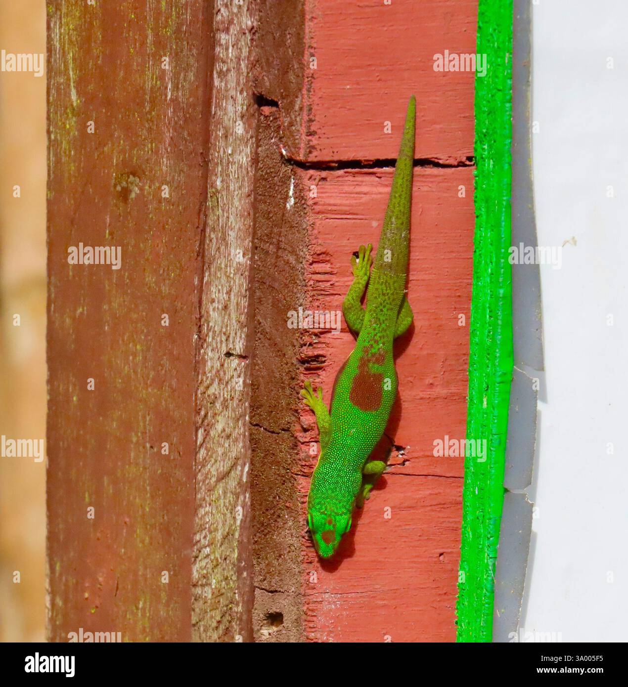 (Phelsuma lineata lineata), Reptilia, Madagascar, Toamasina, MG, Bright ...