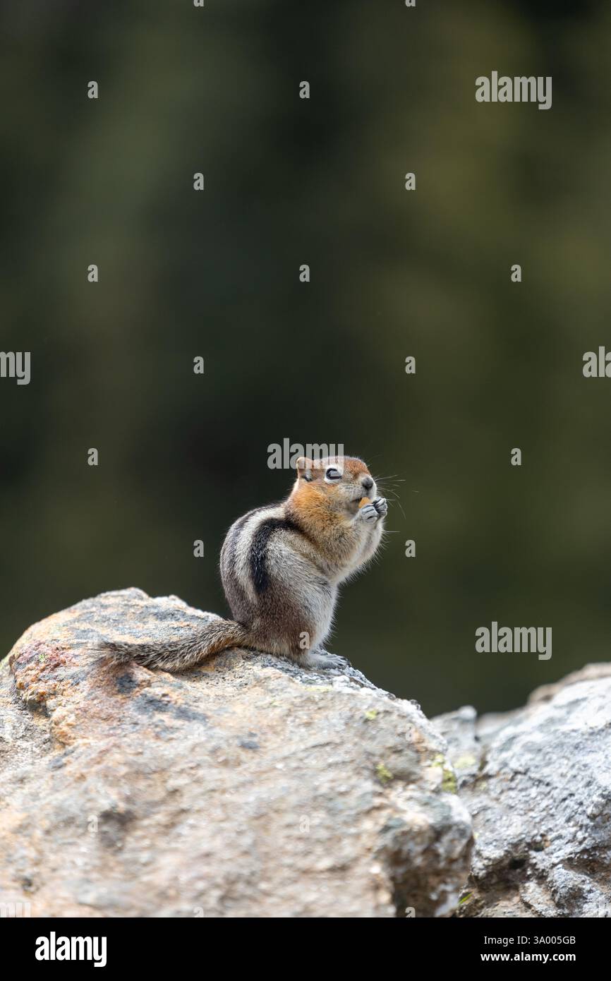 A small chipmunk sits on a rocky surface, curiously looking around ...