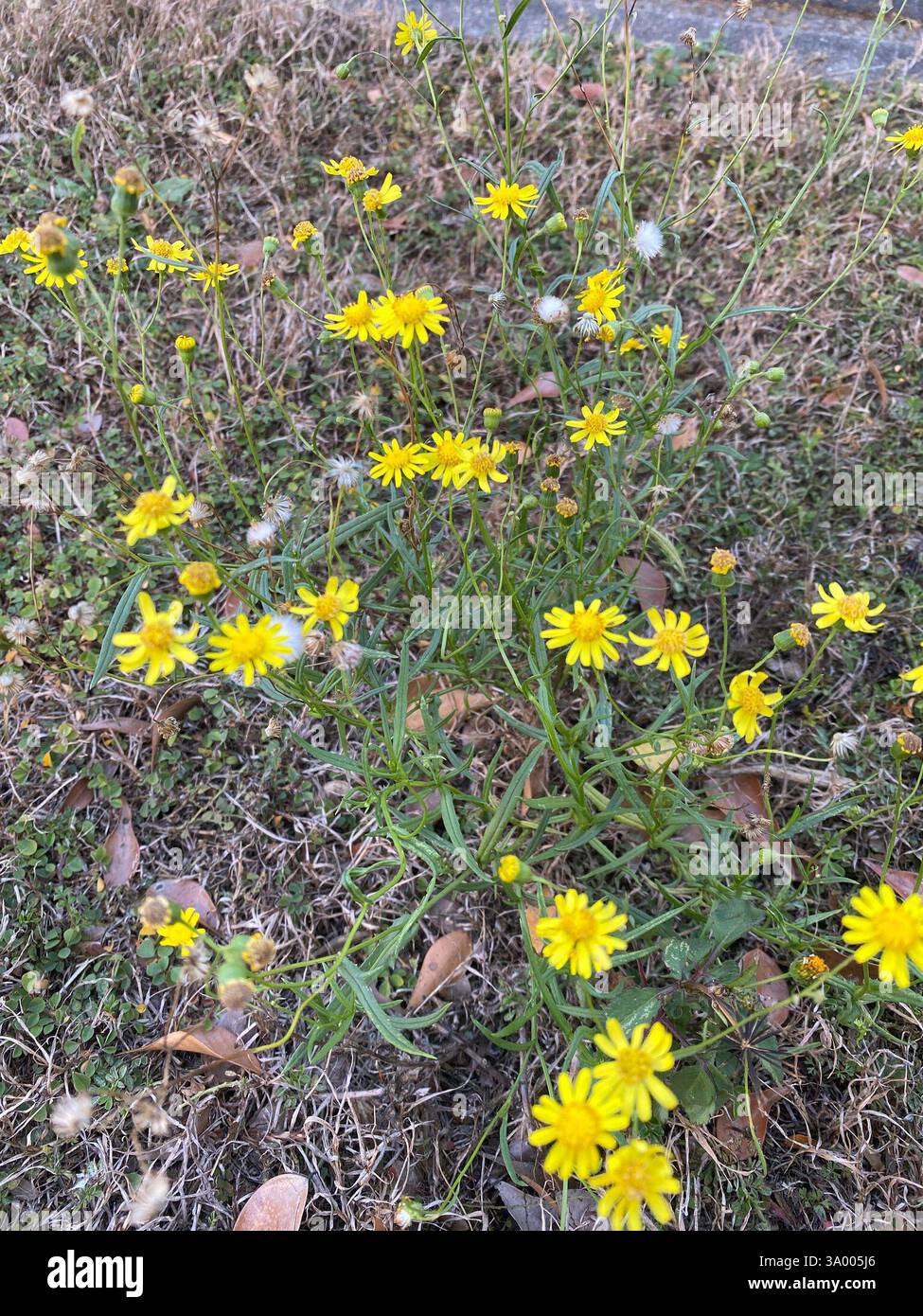 Madagascar Ragwort (Senecio madagascariensis), Plantae, Bruce St, Camp ...