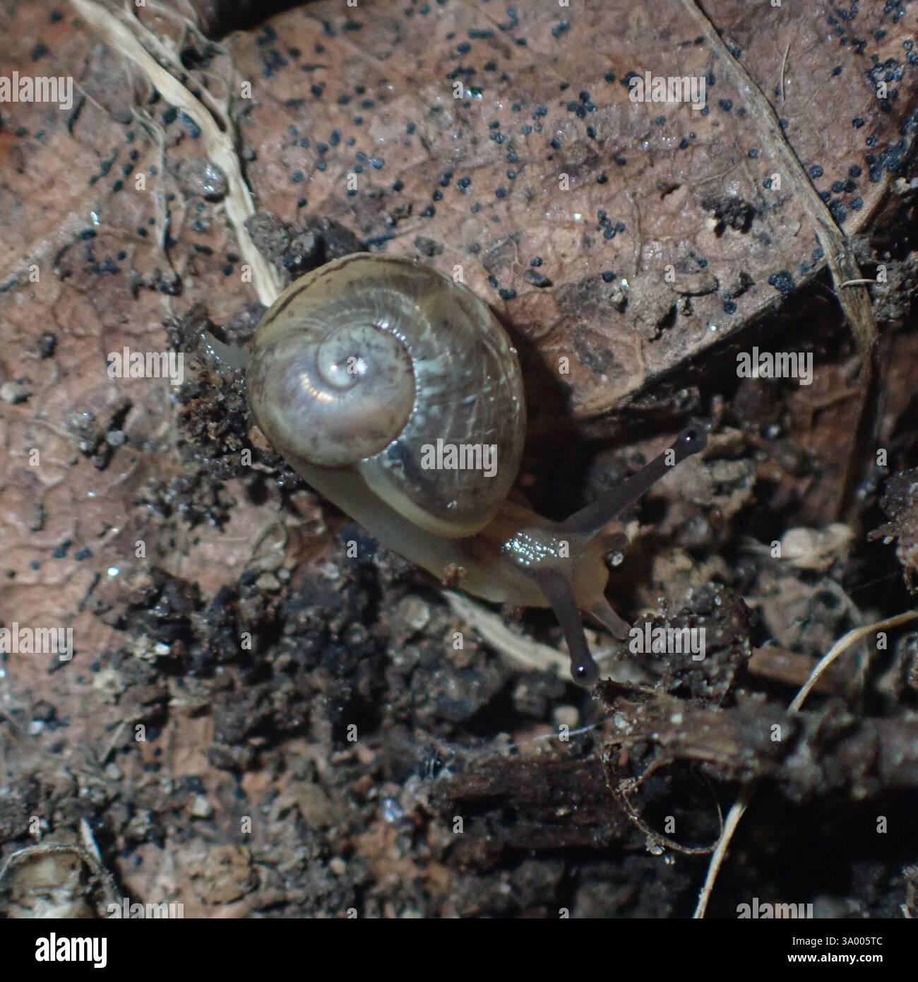 Mollusca london hi-res stock photography and images - Alamy