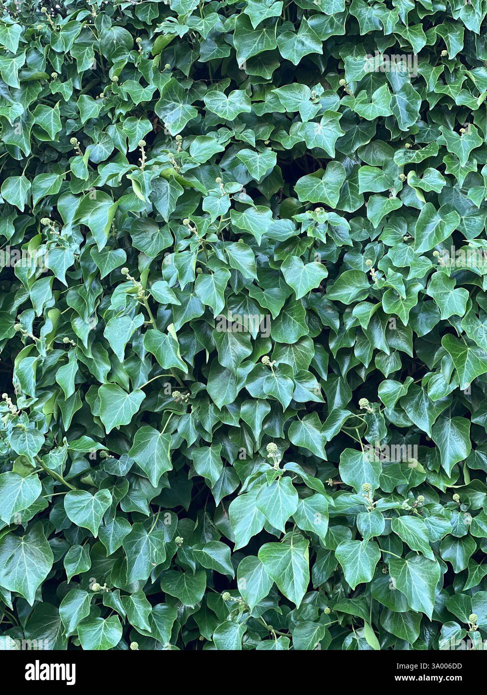 common ivy (Hedera helix), Plantae, Hullbridge, Hockley, England, GB ...
