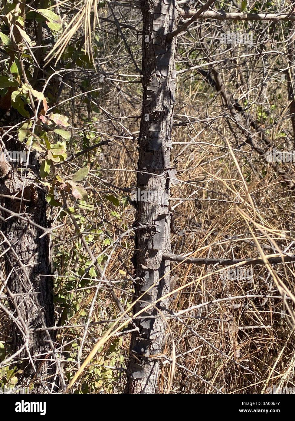 Leadwood (Combretum imberbe), Plantae, Mogalakwena, Mokopane, LP, ZA ...