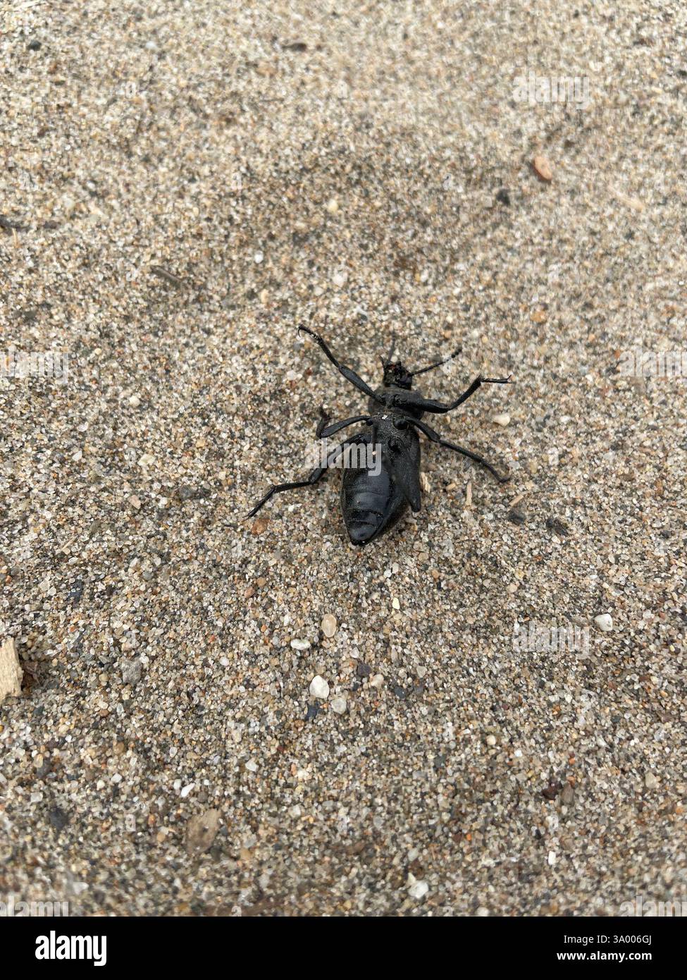 Upside down beetle struggling right hi-res stock photography and images ...