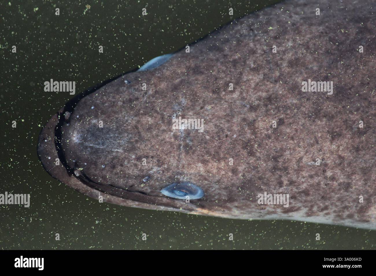 Australian Long-finned Eel (Anguilla reinhardtii), Actinopterygii ...