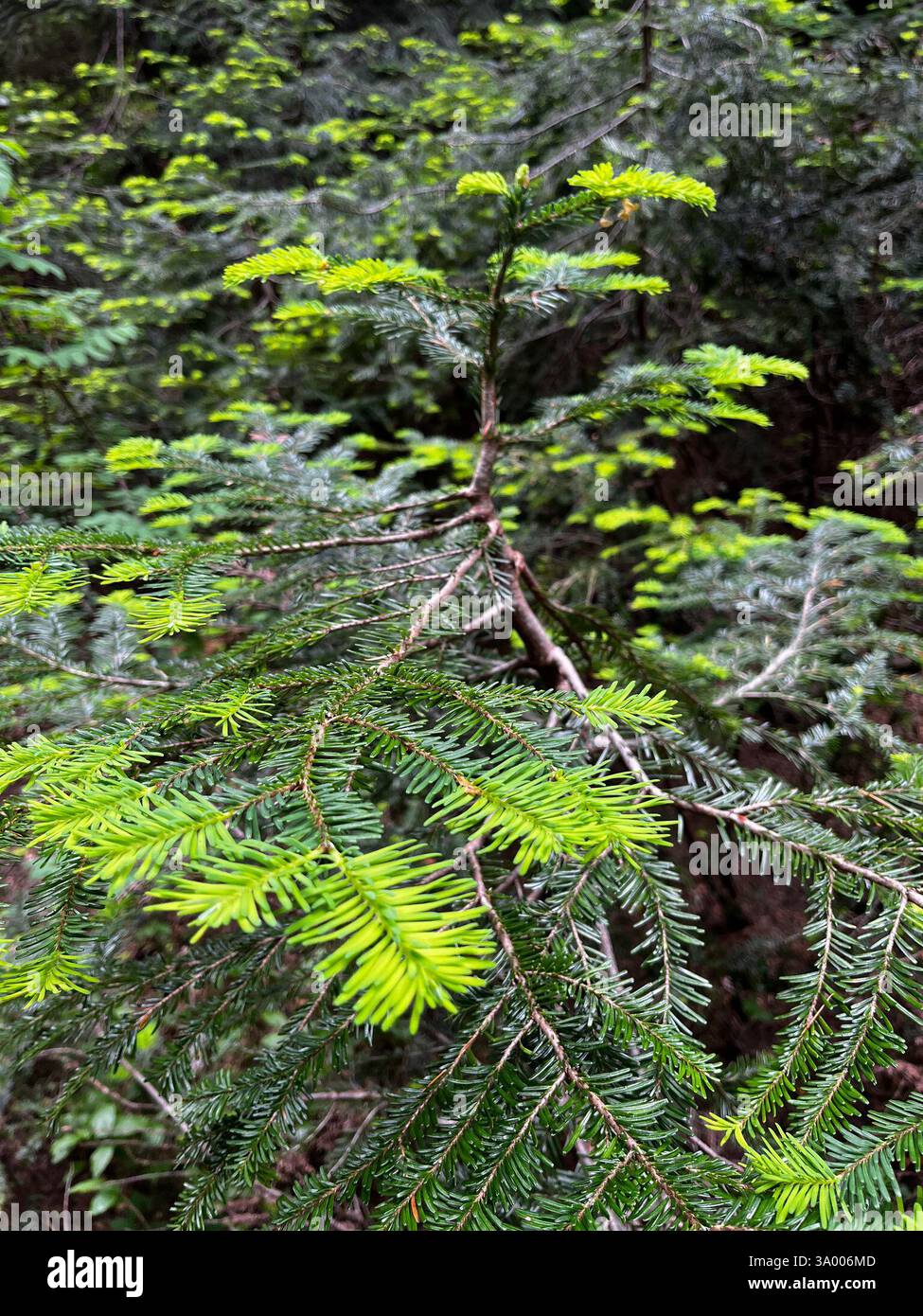 Pacific silver fir (Abies amabilis), Plantae, Sunshine Coast, BC, CA ...