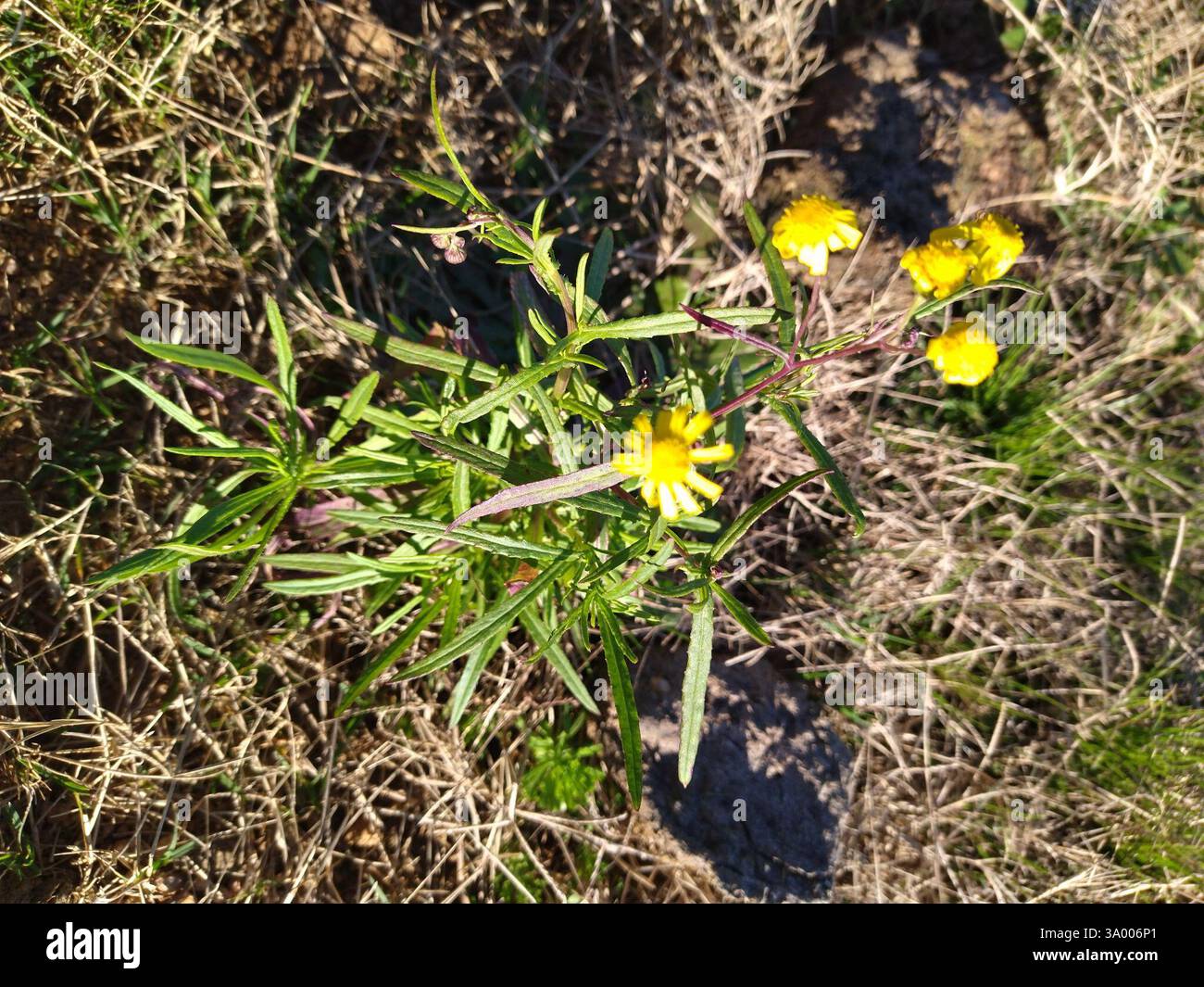 Madagascar Ragwort (Senecio madagascariensis), Plantae, 30000 ...