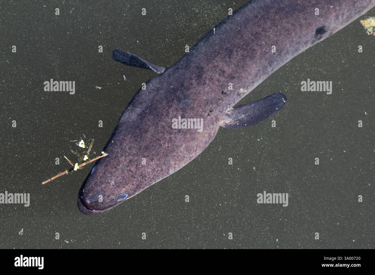 Australian Long-finned Eel (Anguilla reinhardtii), Actinopterygii ...