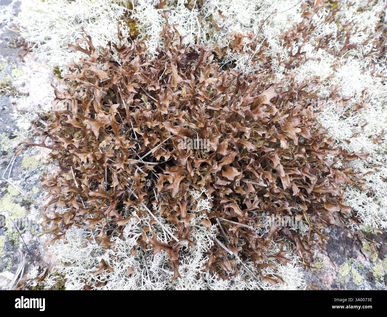 Iceland Lichen (Cetraria islandica islandica), Fungi, Åboland-Turunmaa ...