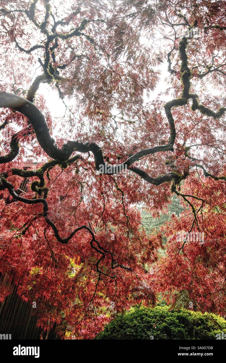 Lush red maple leaves cascade from twisted branches, creating a vivid ...