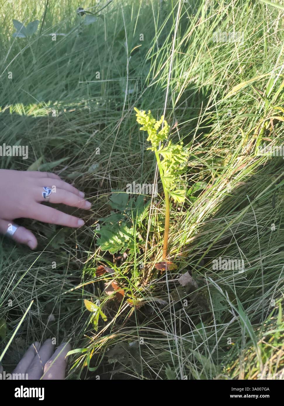 Cutleaf Grapefern (Sceptridium dissectum), Plantae, Saint-Hyacinthe, QC ...